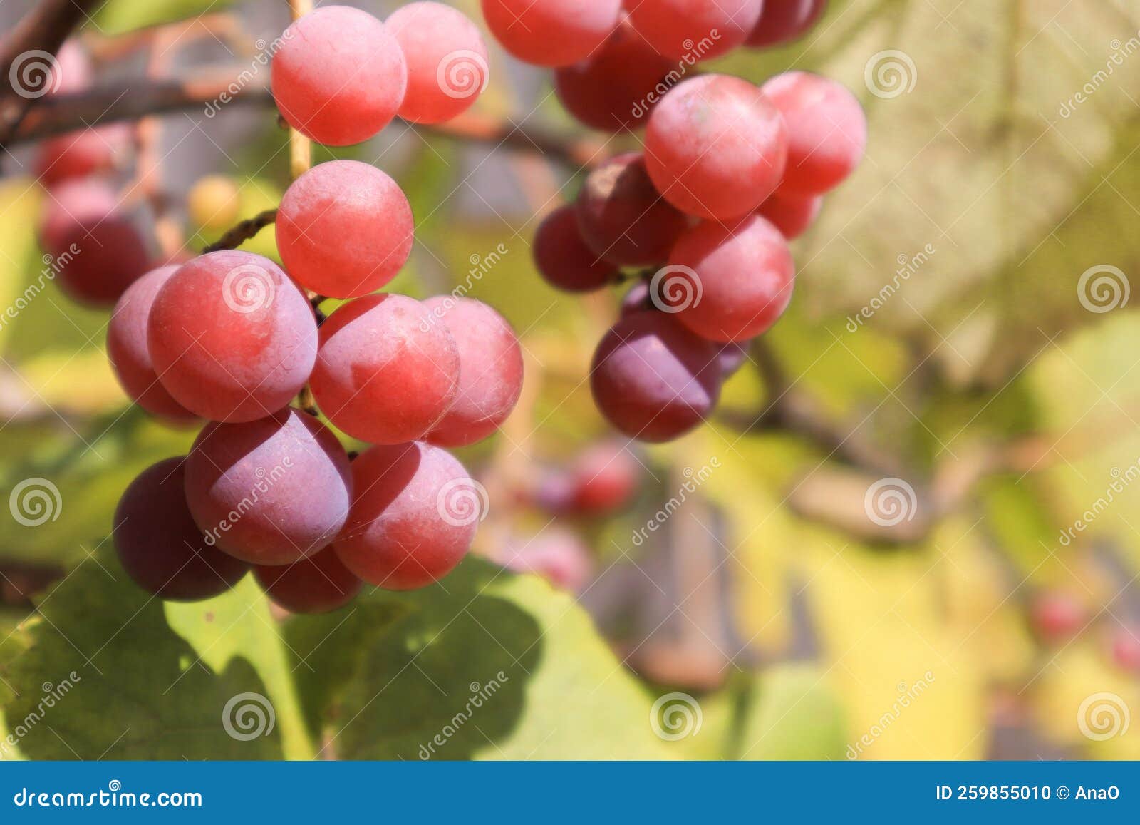 Pink Grapes Growing on Field. Bunch of Pink Grapes. Ripe Red Wine ...