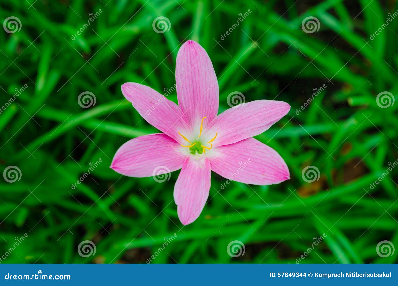 Pink grass flower stock photo. Image of flower, floral - 57849344