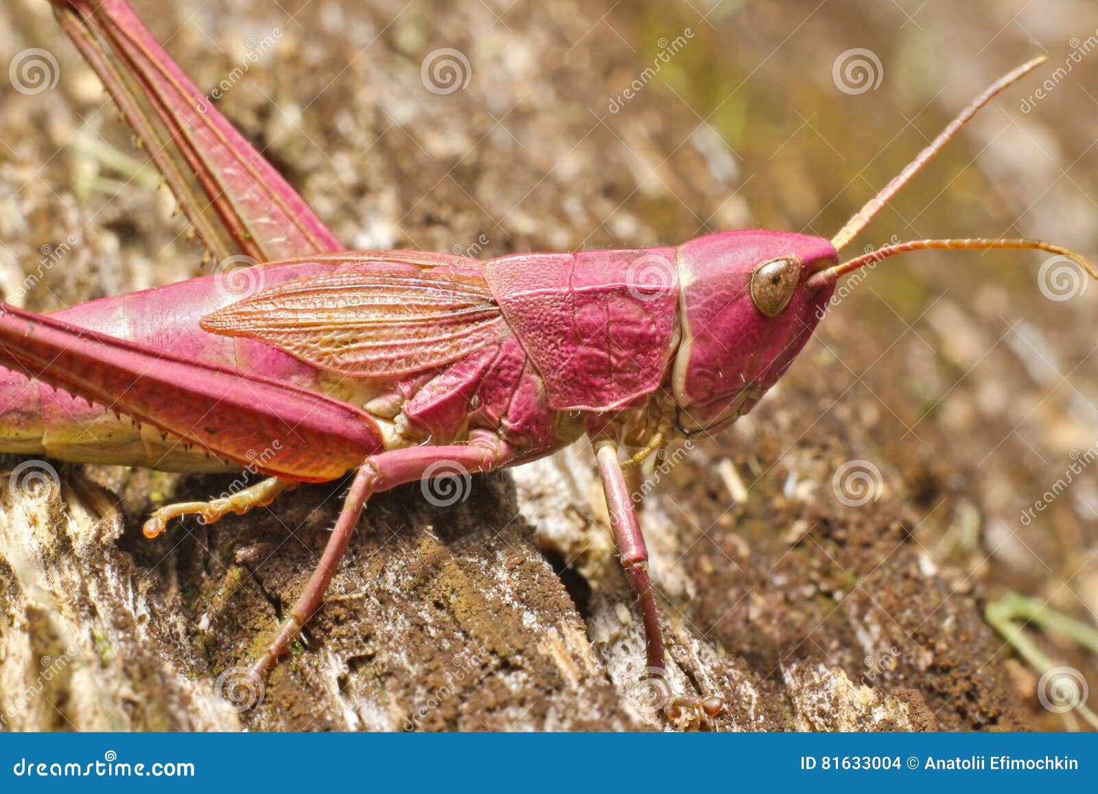 Pink grasshopper stock photo. Image of insect, antenna - 81633004