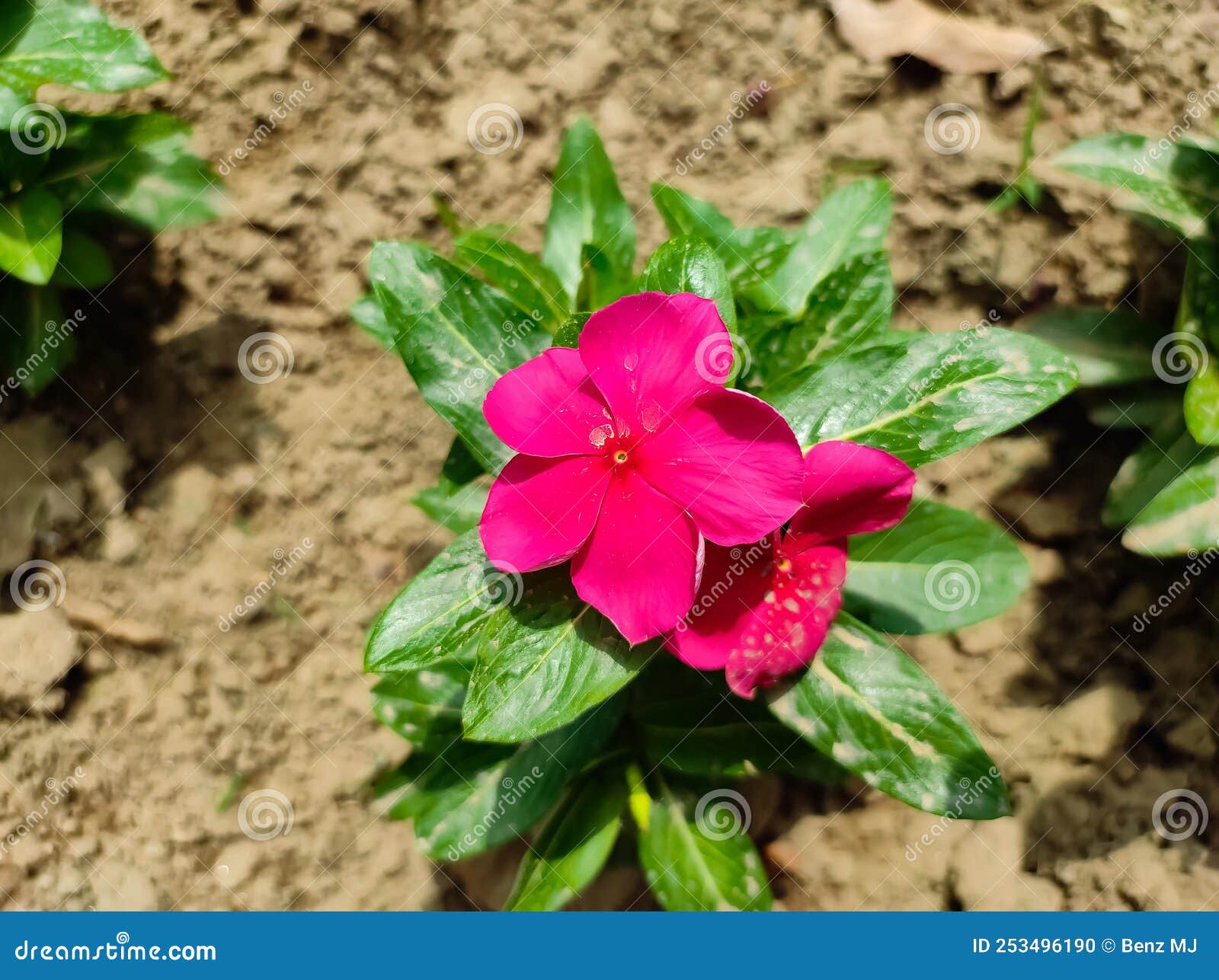 Pink Graveyard Flower on the Plant Stock Photo - Image of autumn, shrub ...