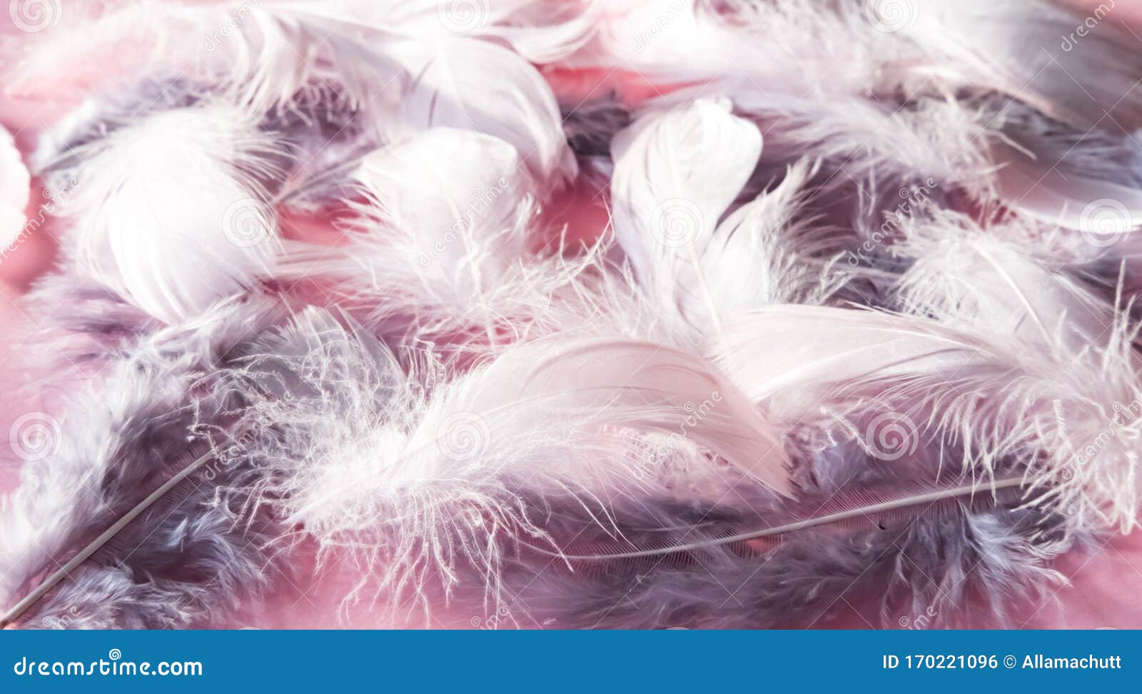 Pink Gray Feather Background Stock Photo - Image of abstract, bird ...