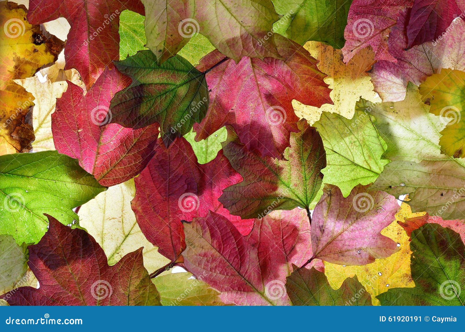 Pink and Green Autumn (fall) Leaves Background Texture. Stock Image ...