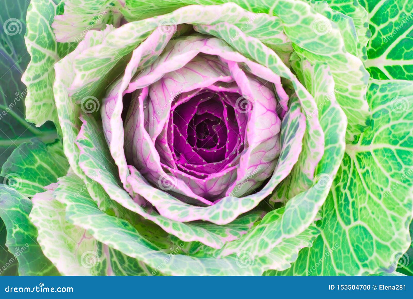 Pink and Green Decorative Cabbage Stock Photo - Image of natural, farm ...