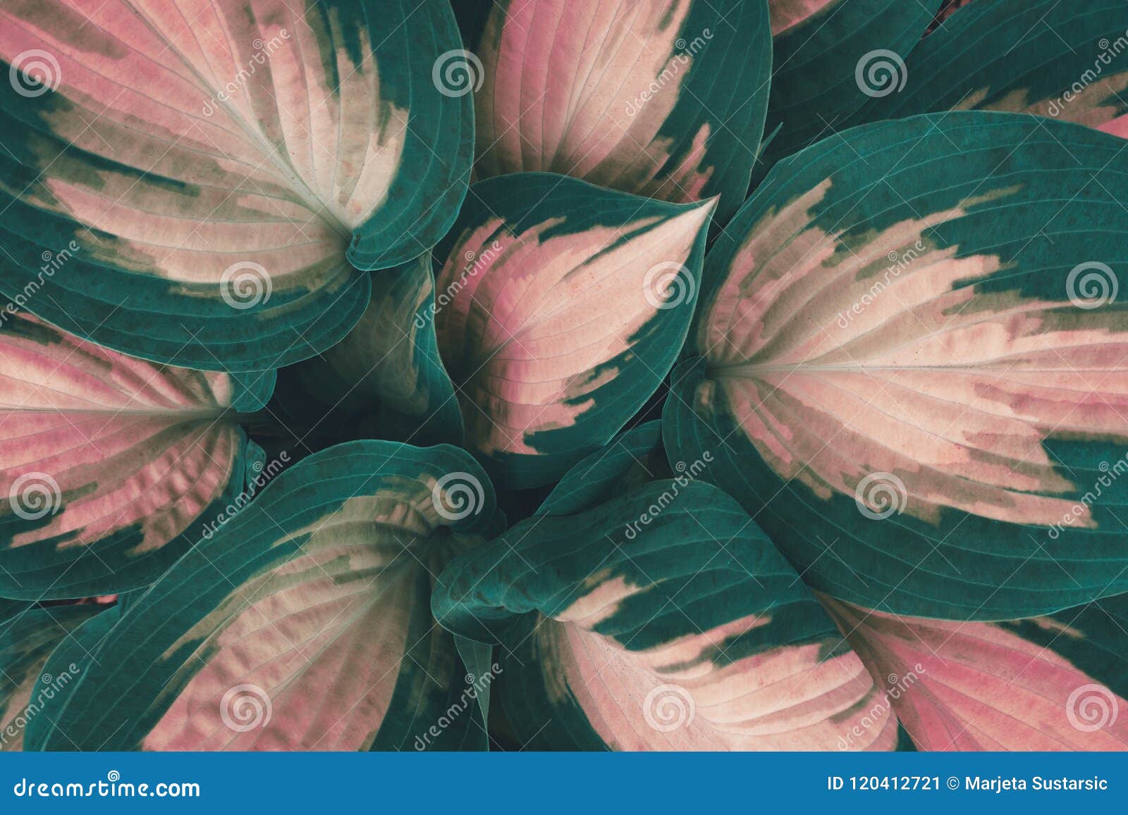 Pink and Green Hosta Leaves Stock Image - Image of flora, abstract ...