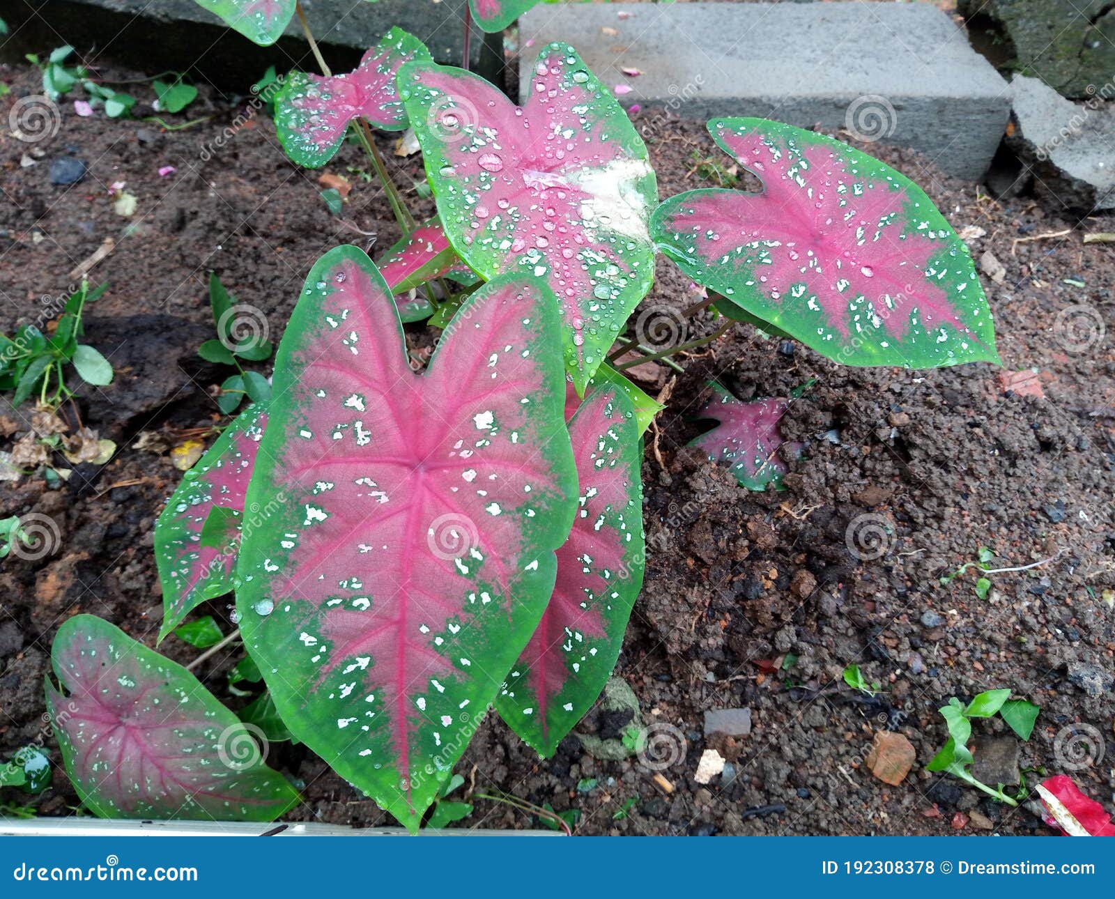 Pink and green leaf stock photo. Image of shrub, wildflower - 192308378