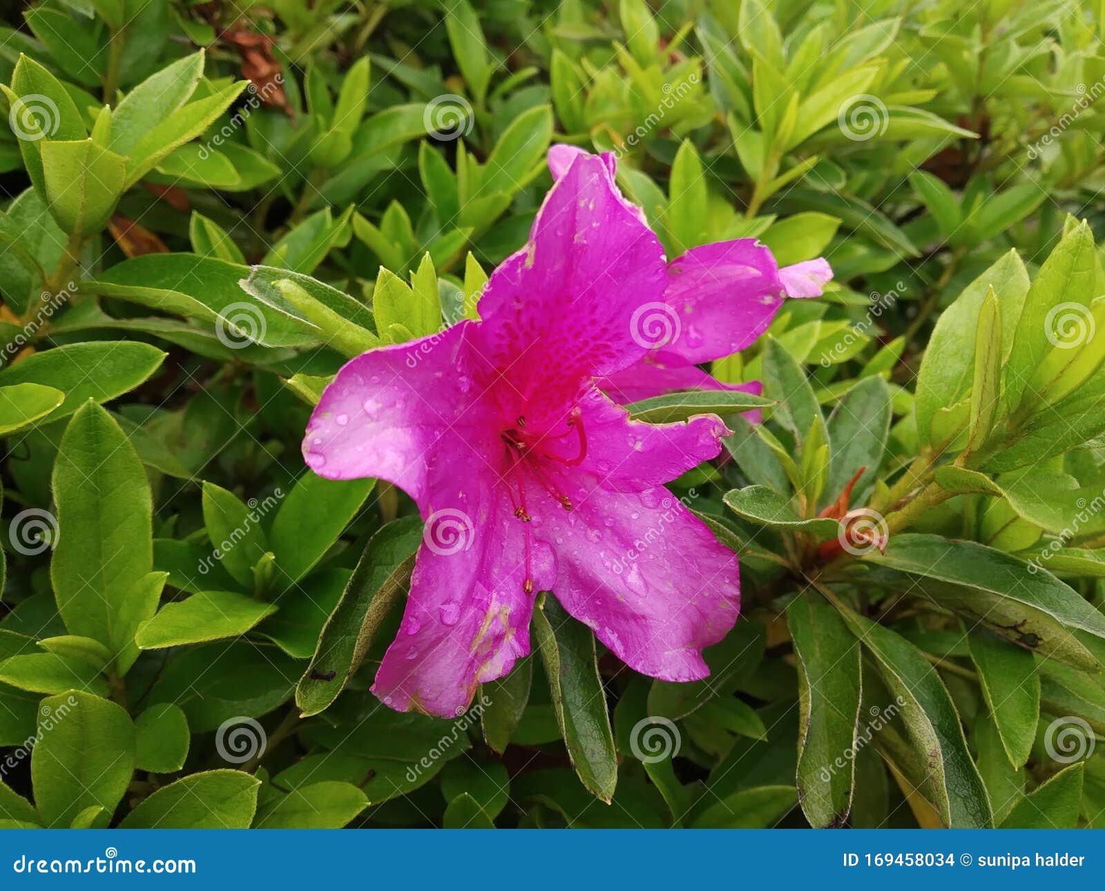 Pink in greenery stock photo. Image of garden, beauty - 169458034