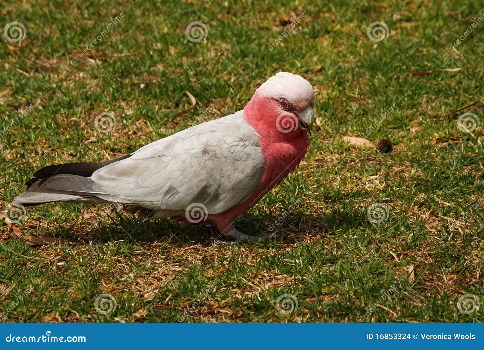 Pink and Grey Galah stock photo. Image of roseicapilla - 16853324