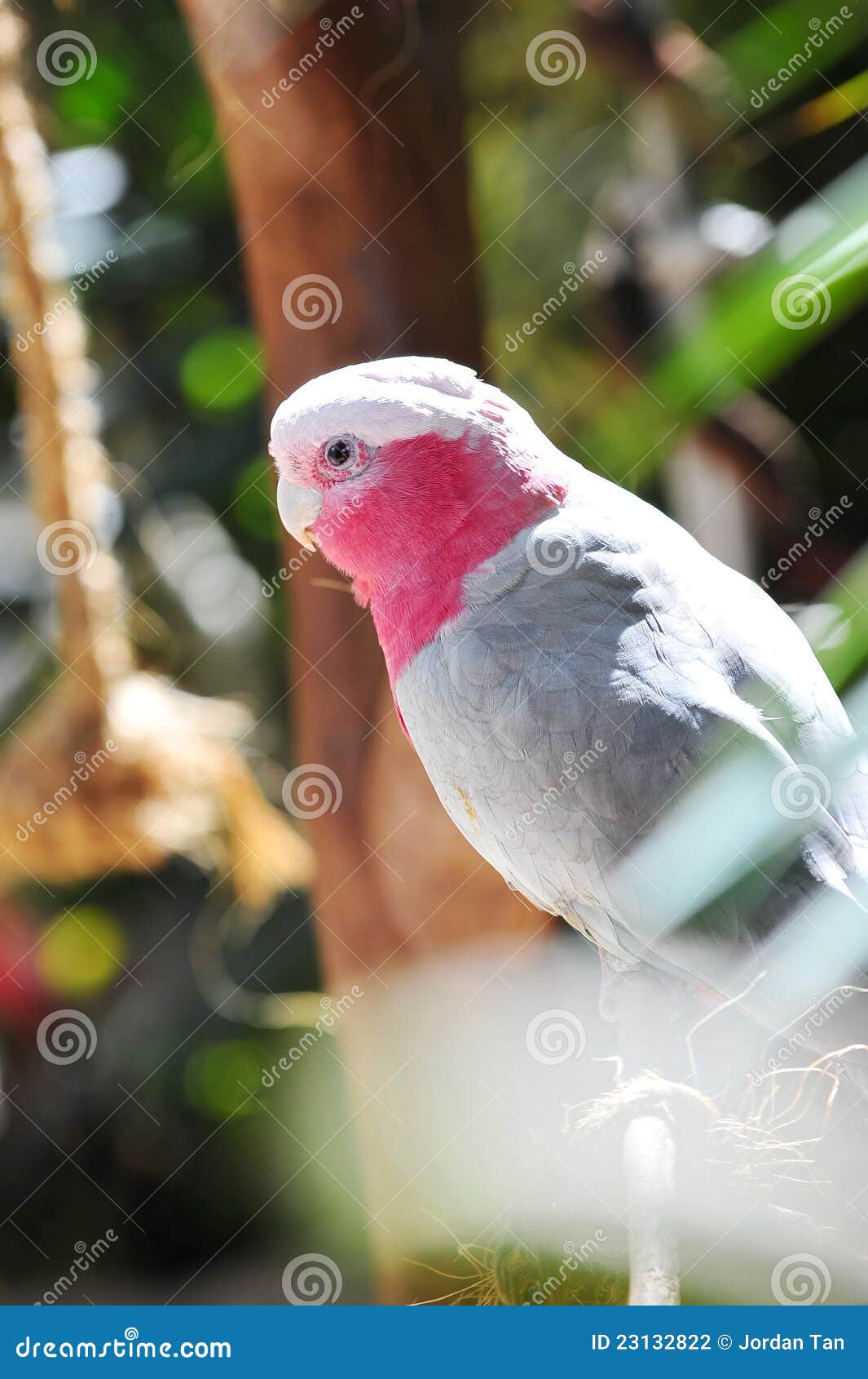 Pink and grey galah stock photo. Image of wildlife, grey - 23132822