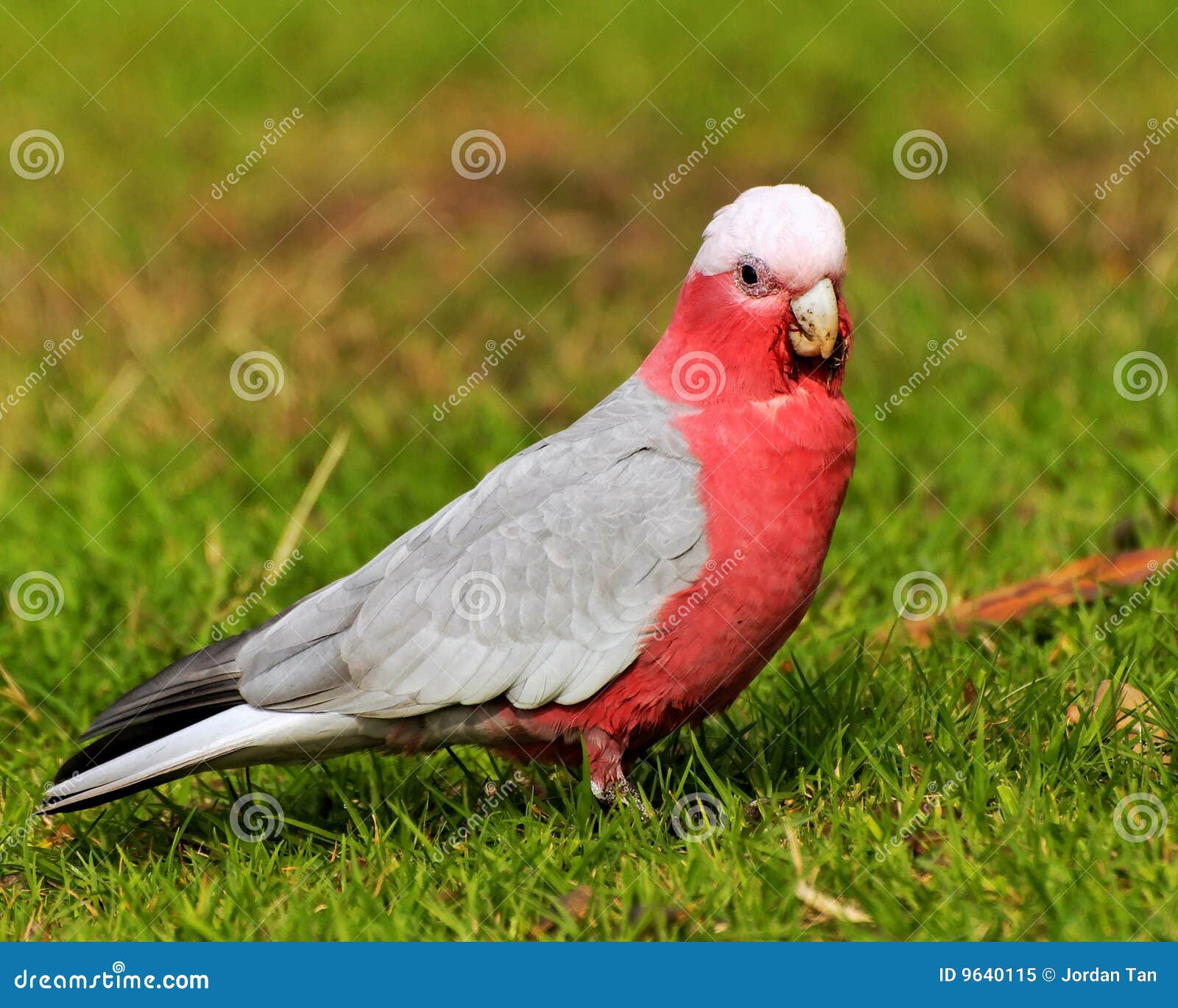 Pink and grey galah stock image. Image of australia, pink - 9640115