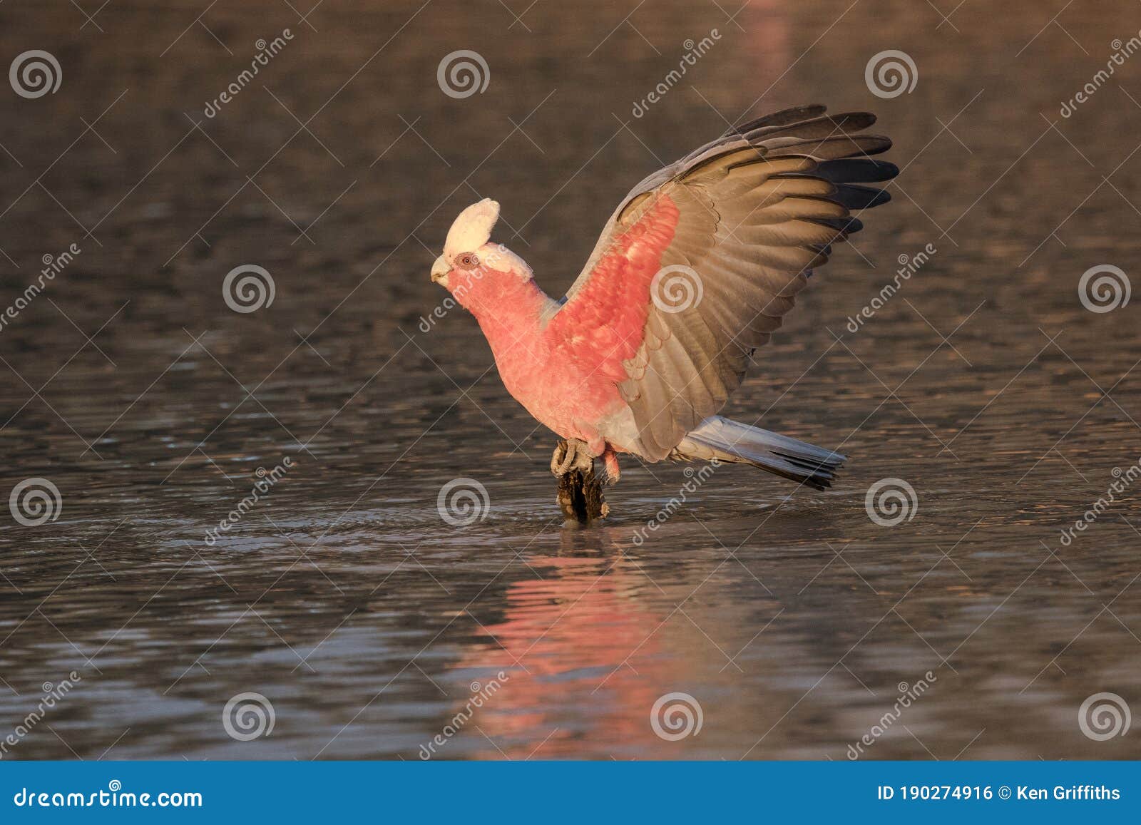 Pink & Grey Galah stock photo. Image of grey, cockatoo - 190274916