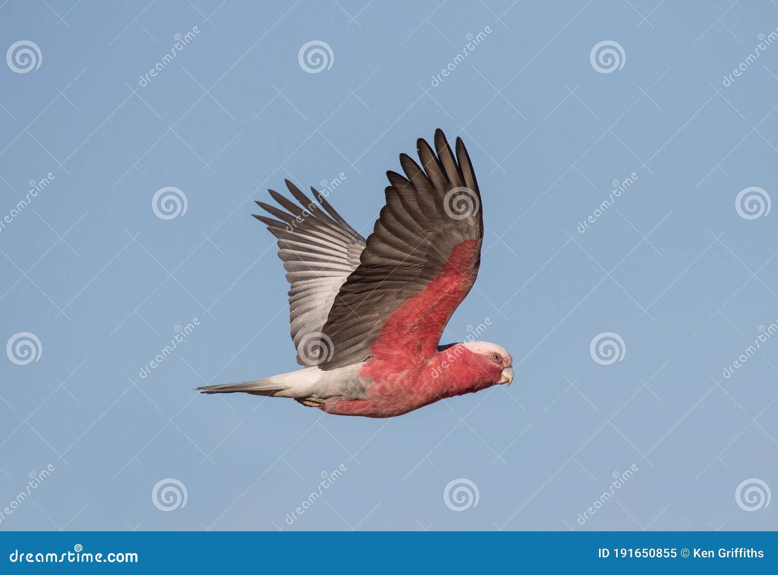 Pink and Grey Galah stock image. Image of bird, grey - 191650855