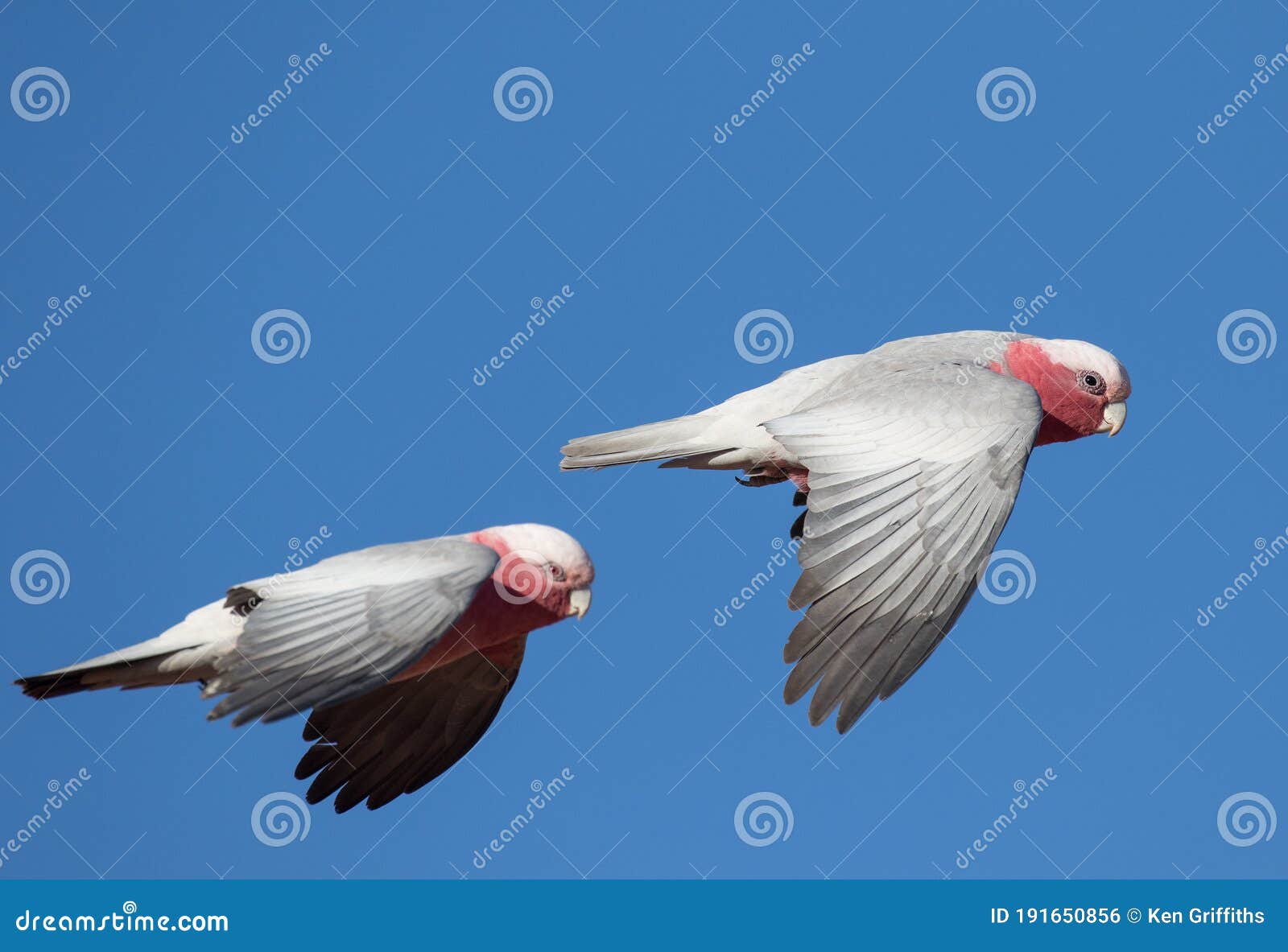 Pink and Grey Galah stock photo. Image of flying, australia - 191650856