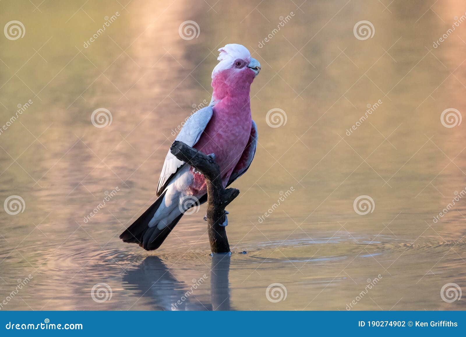 Pink and Grey Galah stock photo. Image of australia - 190274902