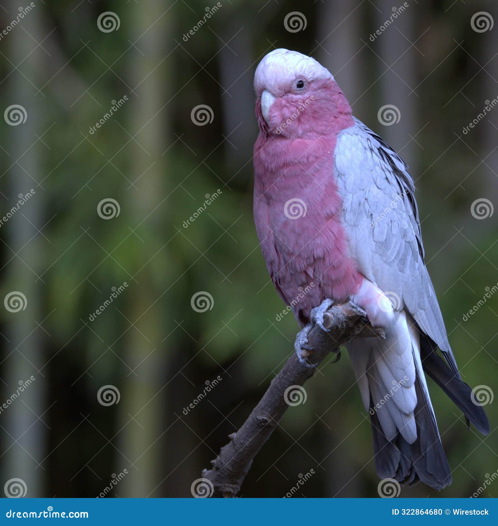 Pink and Grey Galah on a Twig Stock Photo - Image of graceful, wildlife ...