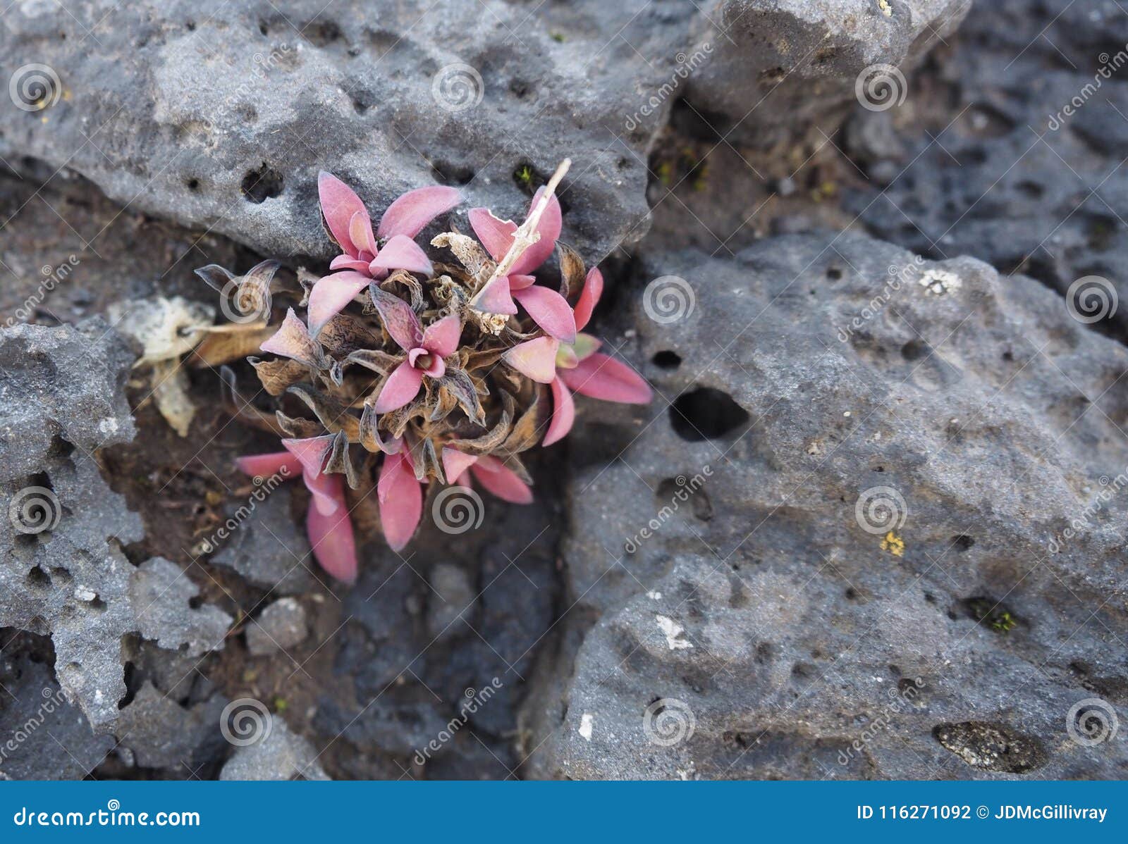 The color Pink stock photo. Image of natural, nature - 116271092