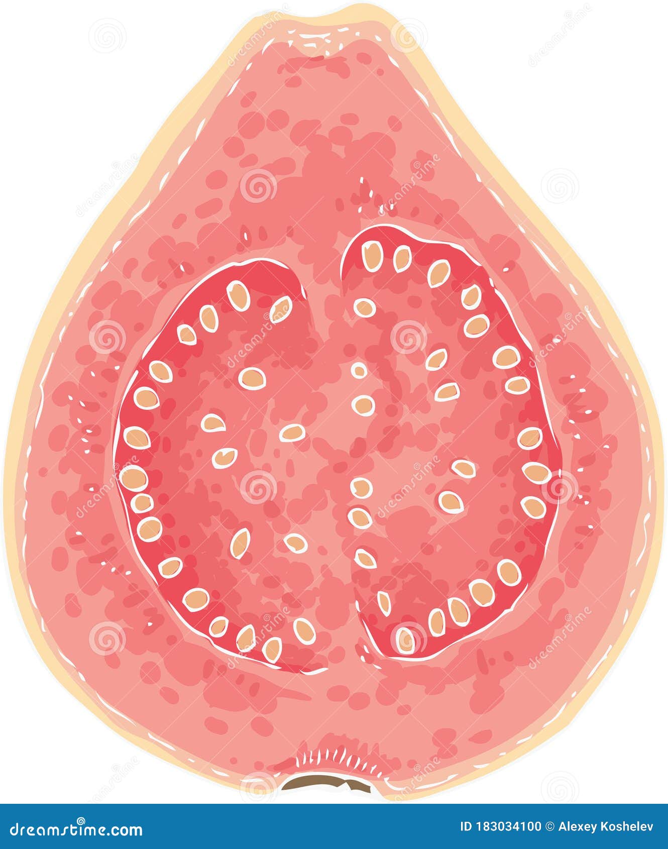Pink Guava stock vector. Illustration of gourmet, graphic - 183034100