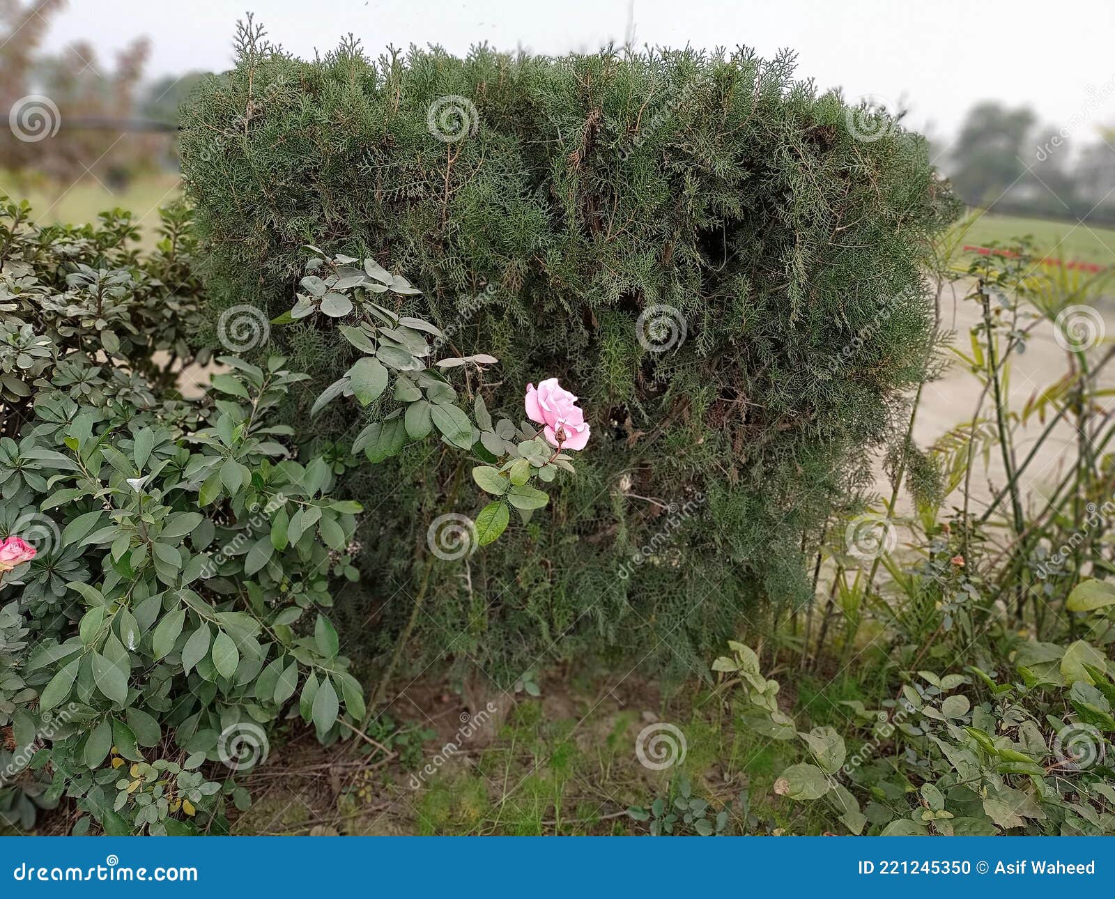 Pink gulab flower stadium stock photo. Image of lawn - 221245350