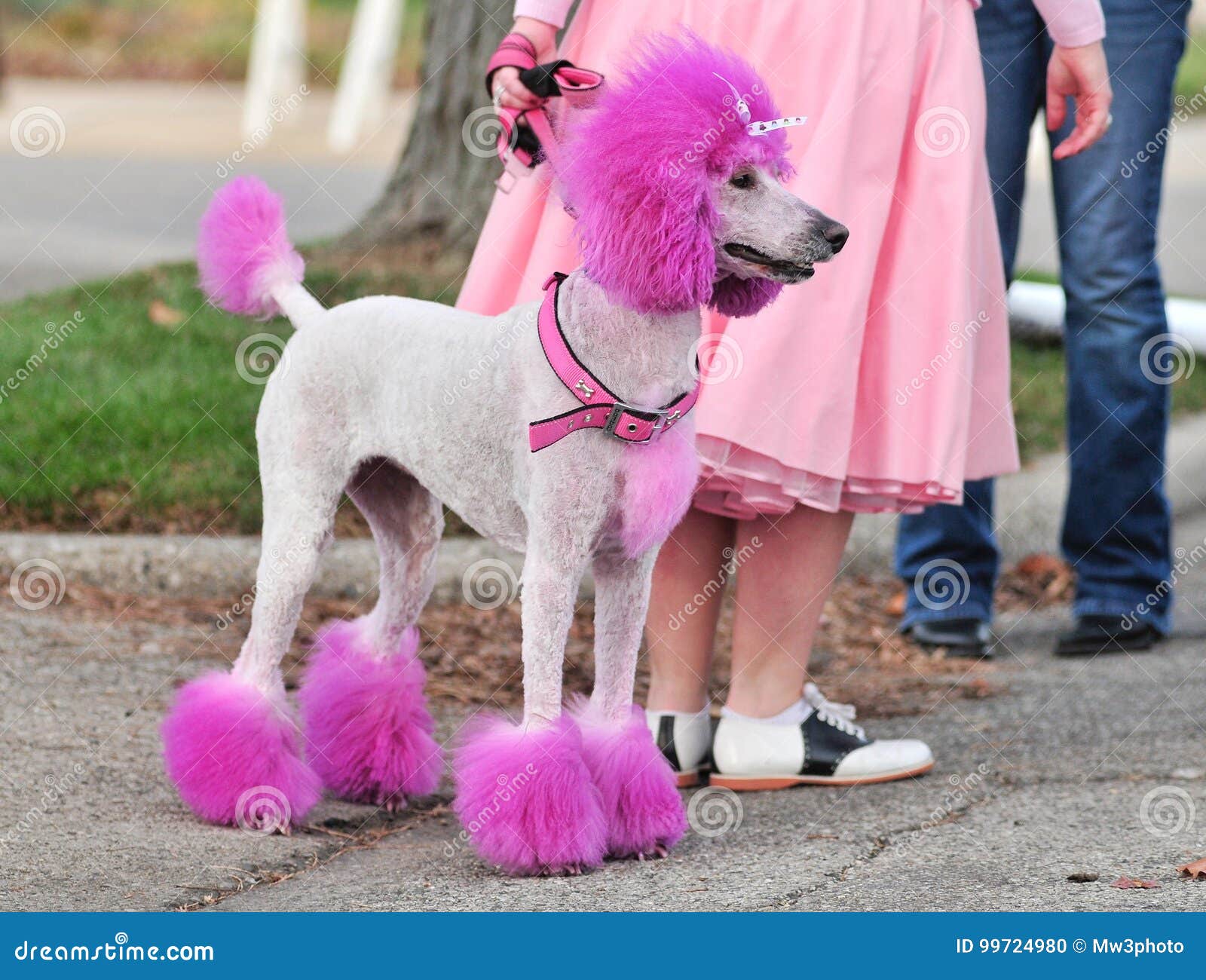 Are Poodles Pink