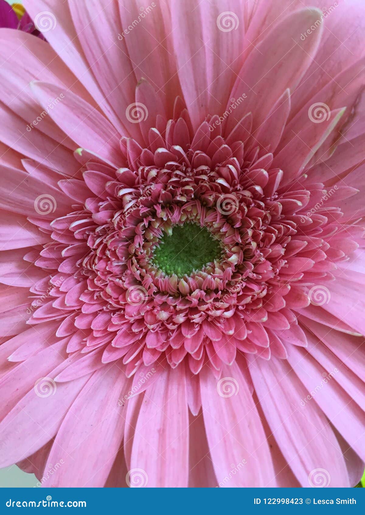 Pink Happiness stock image. Image of flower, happiness - 122998423