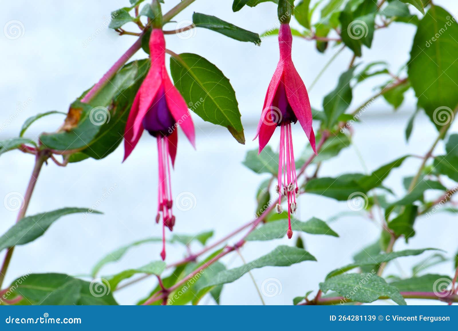 Pink Hardy Fuchsia Couple 02 Stock Image - Image of blossom, magellania ...