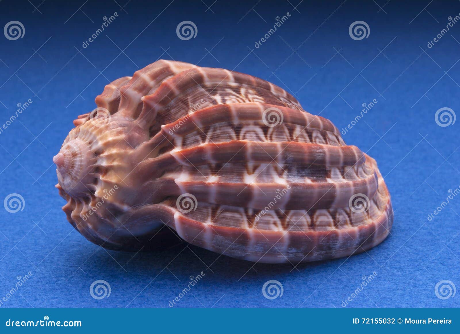 Pink Harp shelll stock photo. Image of harpaholiday, coast - 72155032