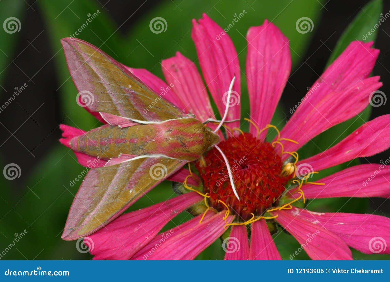 Pink Hawk Moth (Deilephila Elpenor) Stock Photo - Image of deilephila ...
