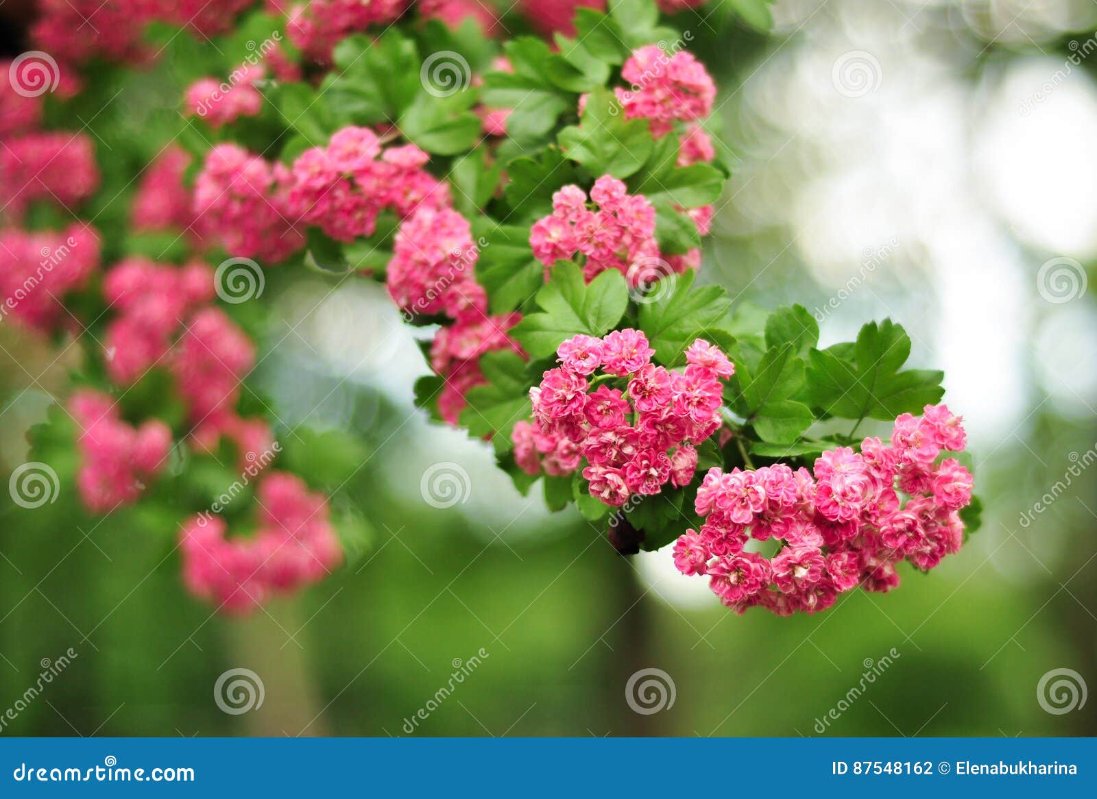 Pink Hawthorn Flowers. Blooming Haw Branches Stock Photo - Image of ...