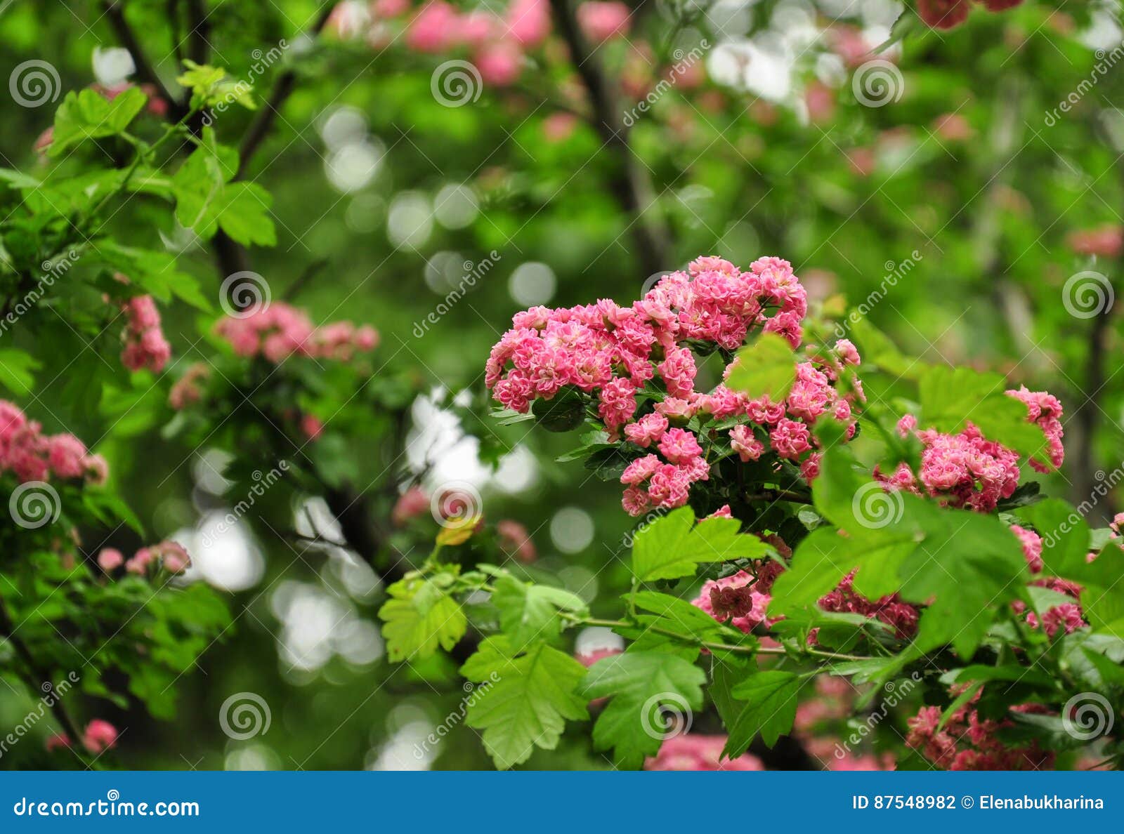 Pink Hawthorn Flowers. Blooming Haw Branches Stock Photo - Image of ...