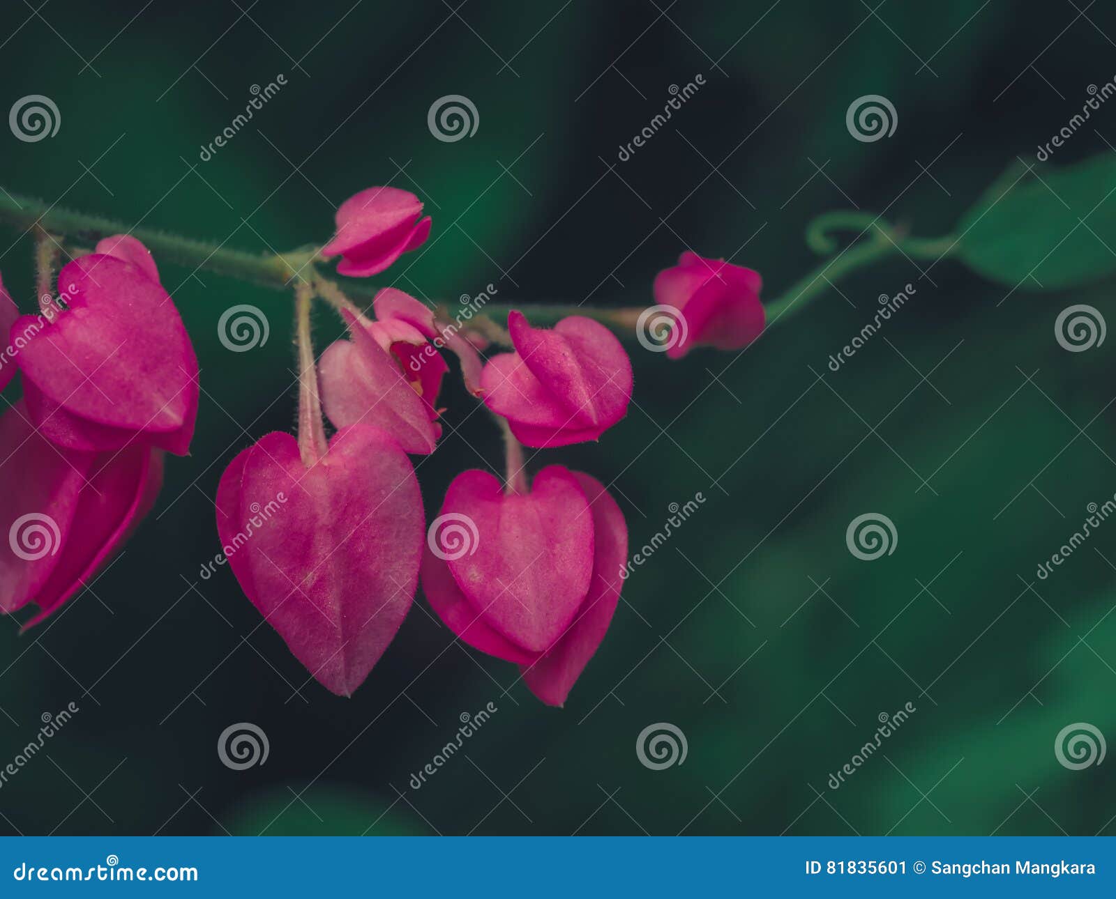 The Pink Heart Shaped Flowers. Stock Image - Image of pattern, fence ...