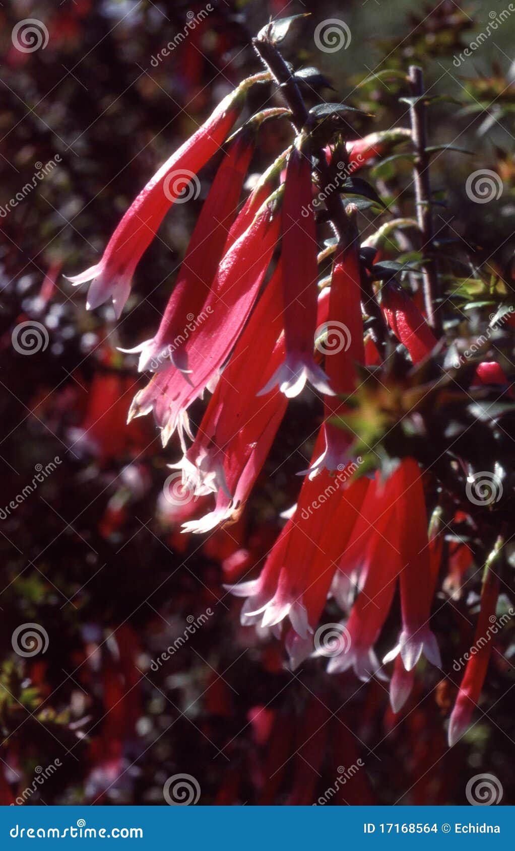 Pink heath stock photo. Image of longiflora, victorian - 17168564