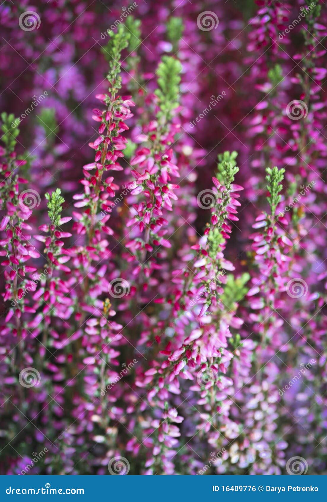 Pink heather stock photo. Image of small, violet, macro - 16409776