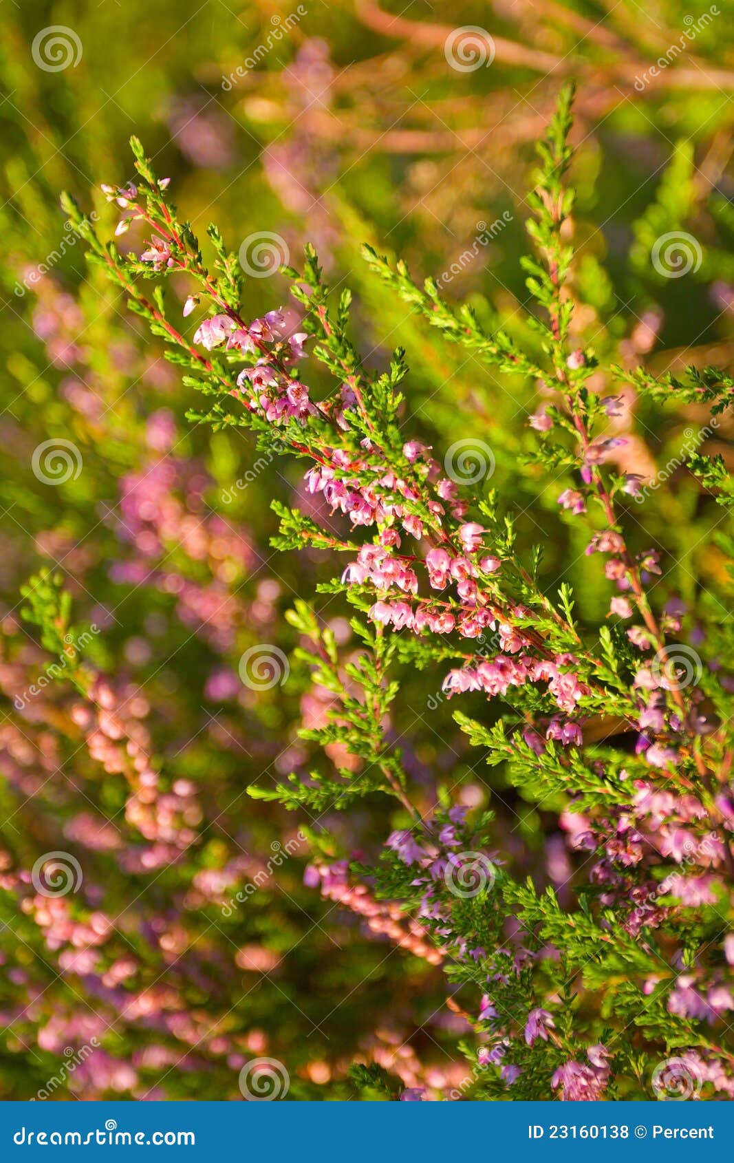 Pink heather stock photo. Image of fragrant, erica, delicate - 23160138