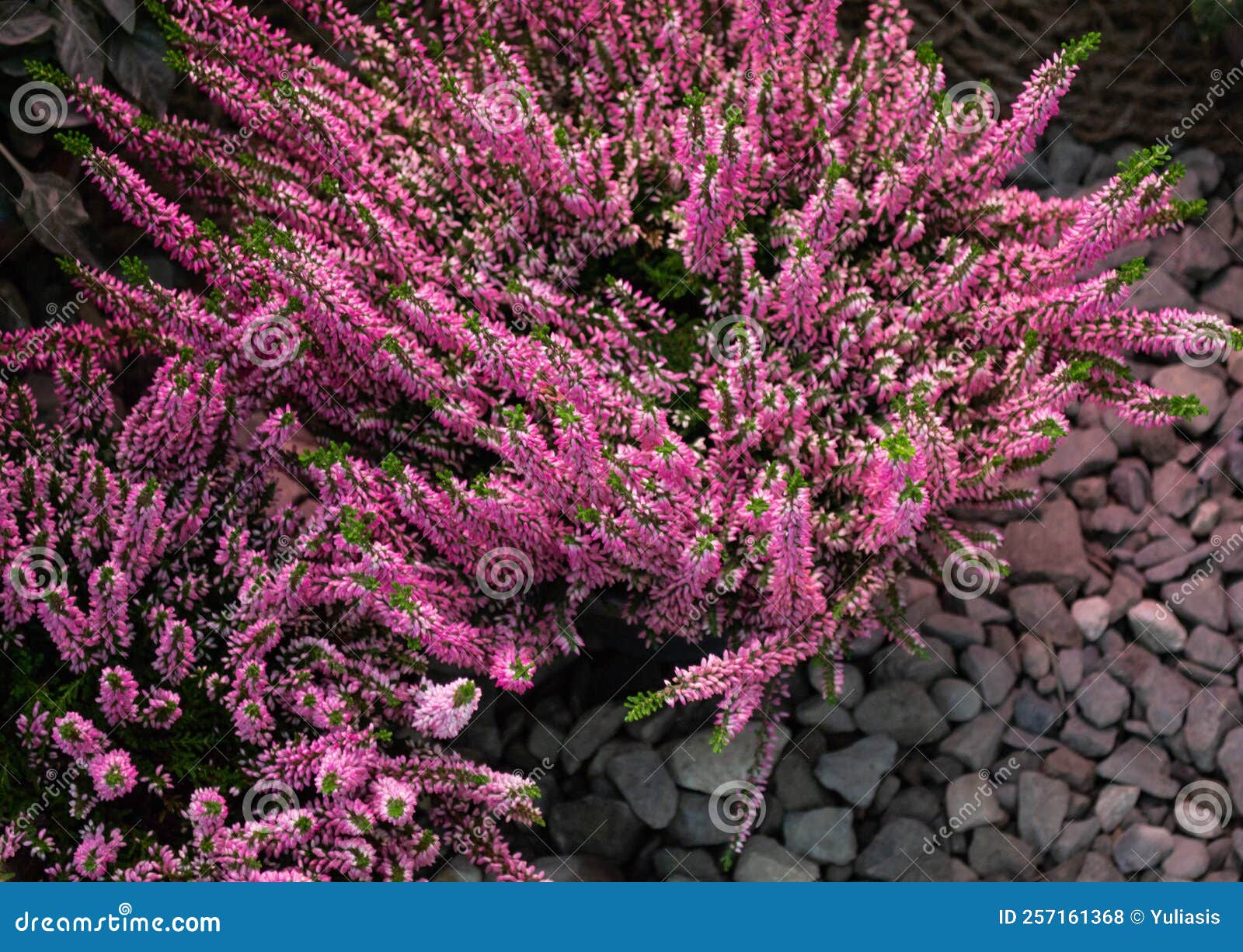 Pink Heather on a Background of Gray Stones. Copy Space Stock Photo ...