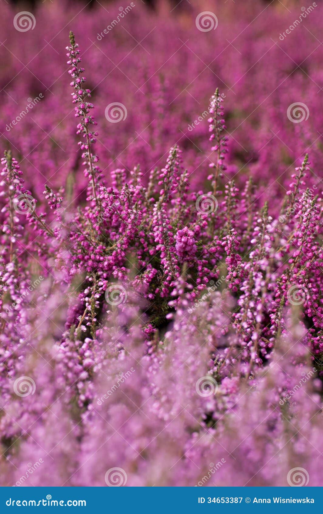 Pink heather stock image. Image of summer, botany, closeup - 34653387
