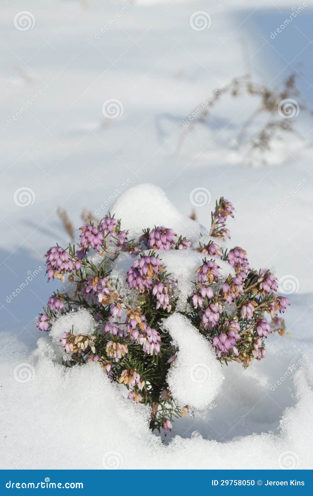 Erica in the Snow - Heather Stock Photo - Image of erica, death: 29758050