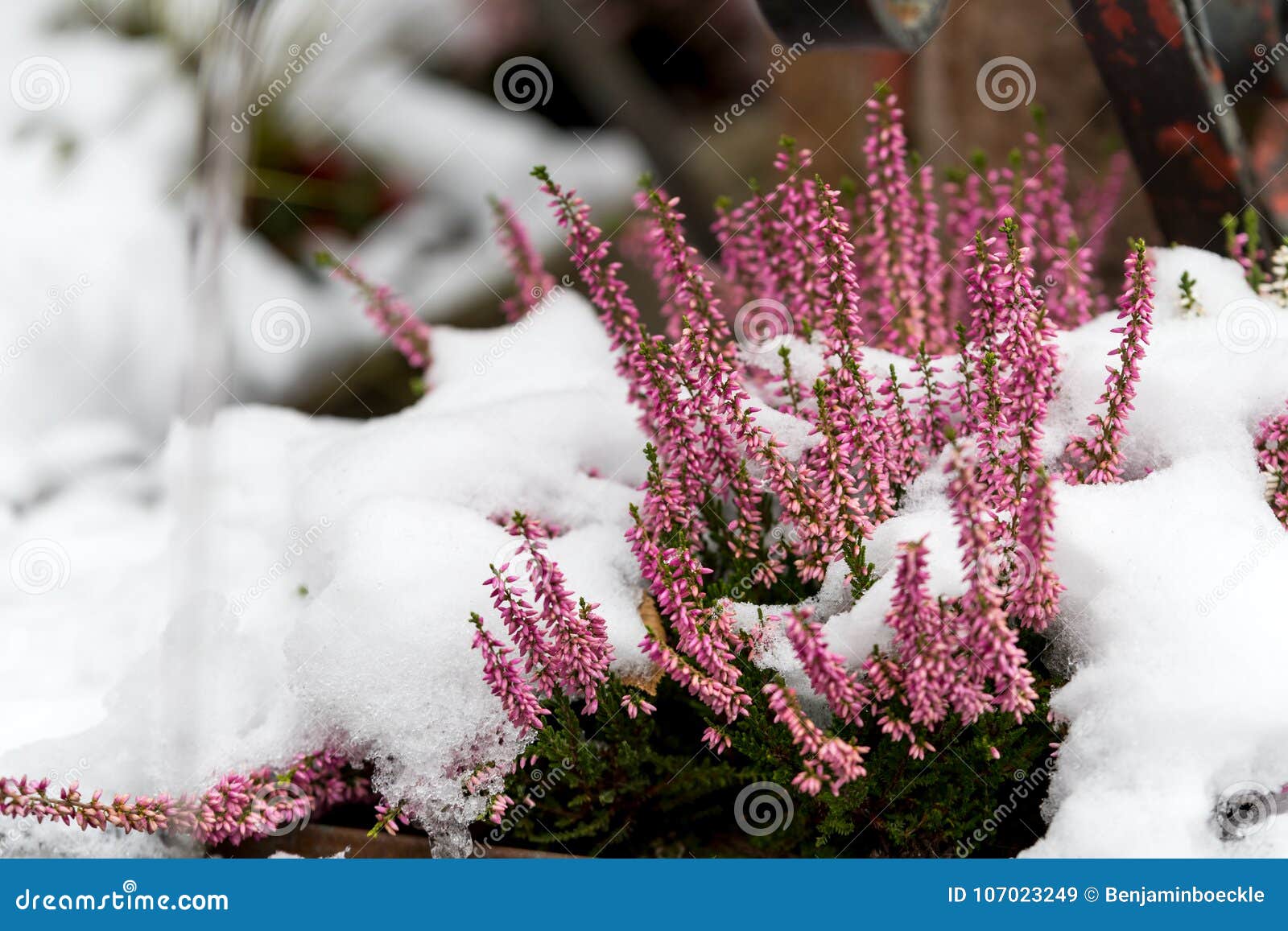 Heather Flower Coverd in Snow Stock Image - Image of farm, snowfall ...