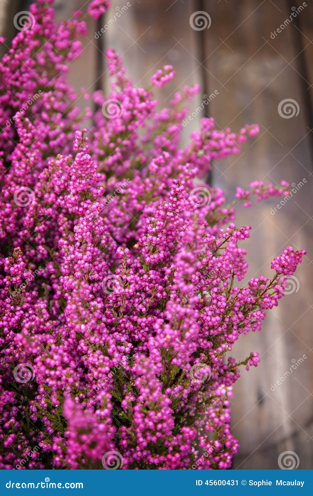 Pink heather stock image. Image of flower, growing, detail - 45600431