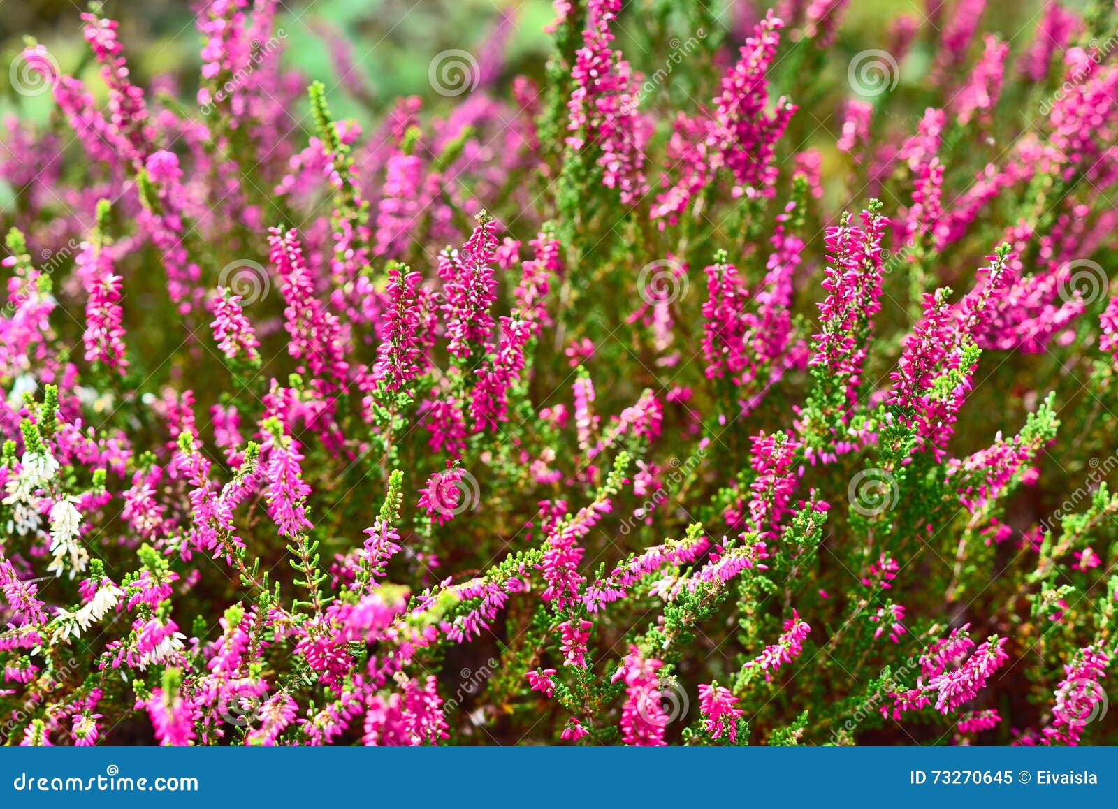 Pink heather stock image. Image of focus, plant, color - 73270645
