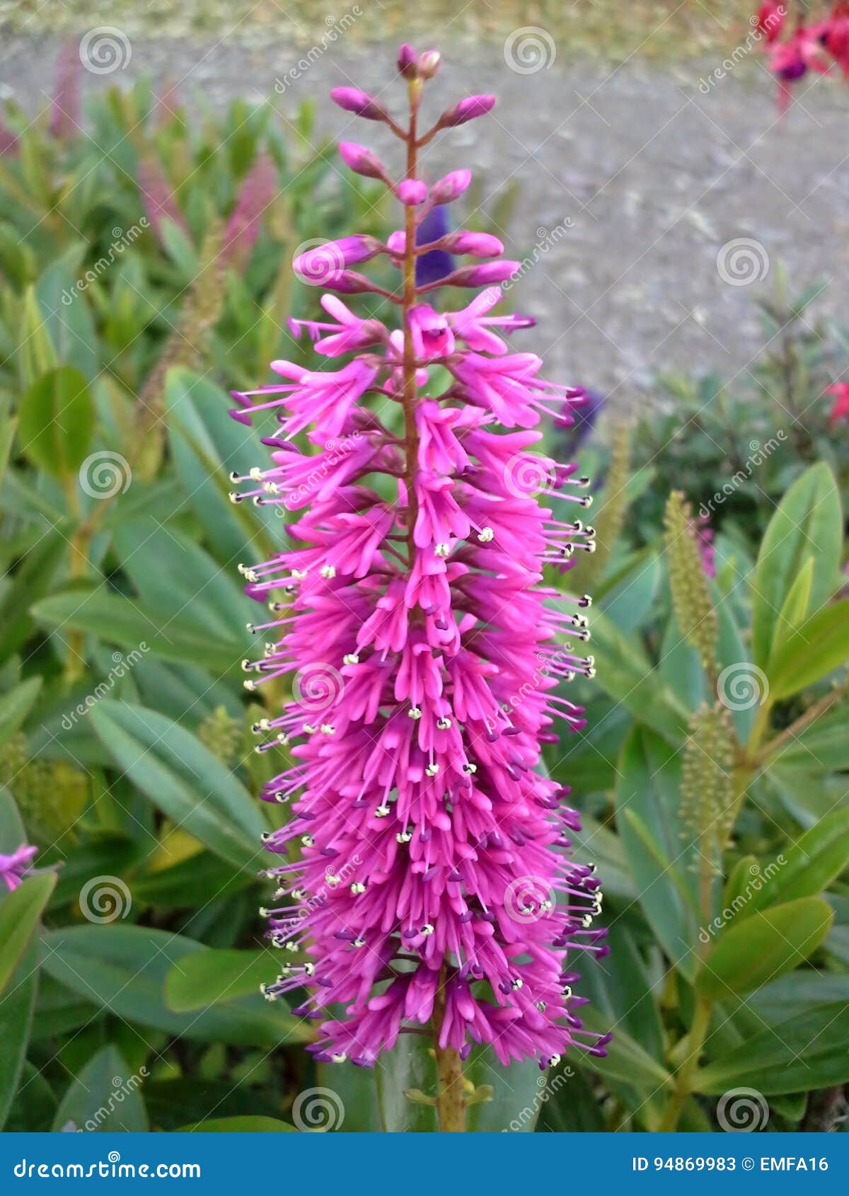 Pink Hebe Flower stock image. Image of garden, hebe, flower - 94869983
