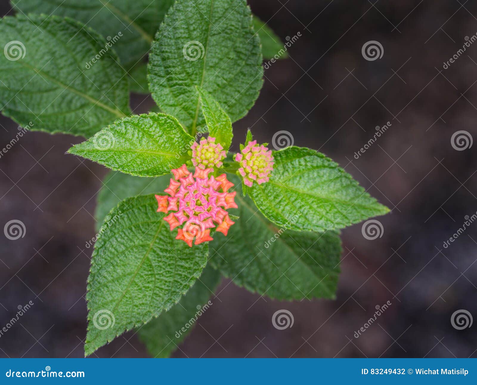 Pink Hedge Bud Blooming stock photo. Image of fresh, black - 83249432
