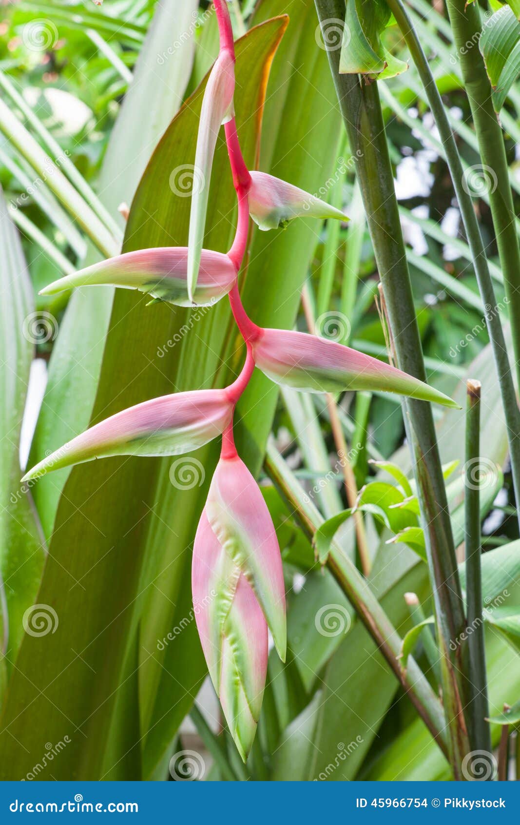 Pink Heliconia Flowers In The Rain Forest Of Khao Sok Sanctuary ...