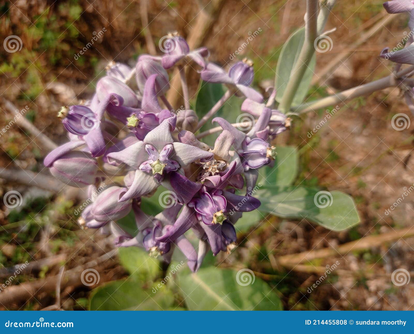 The pink herbal flower stock photo. Image of herba, garden - 214455808