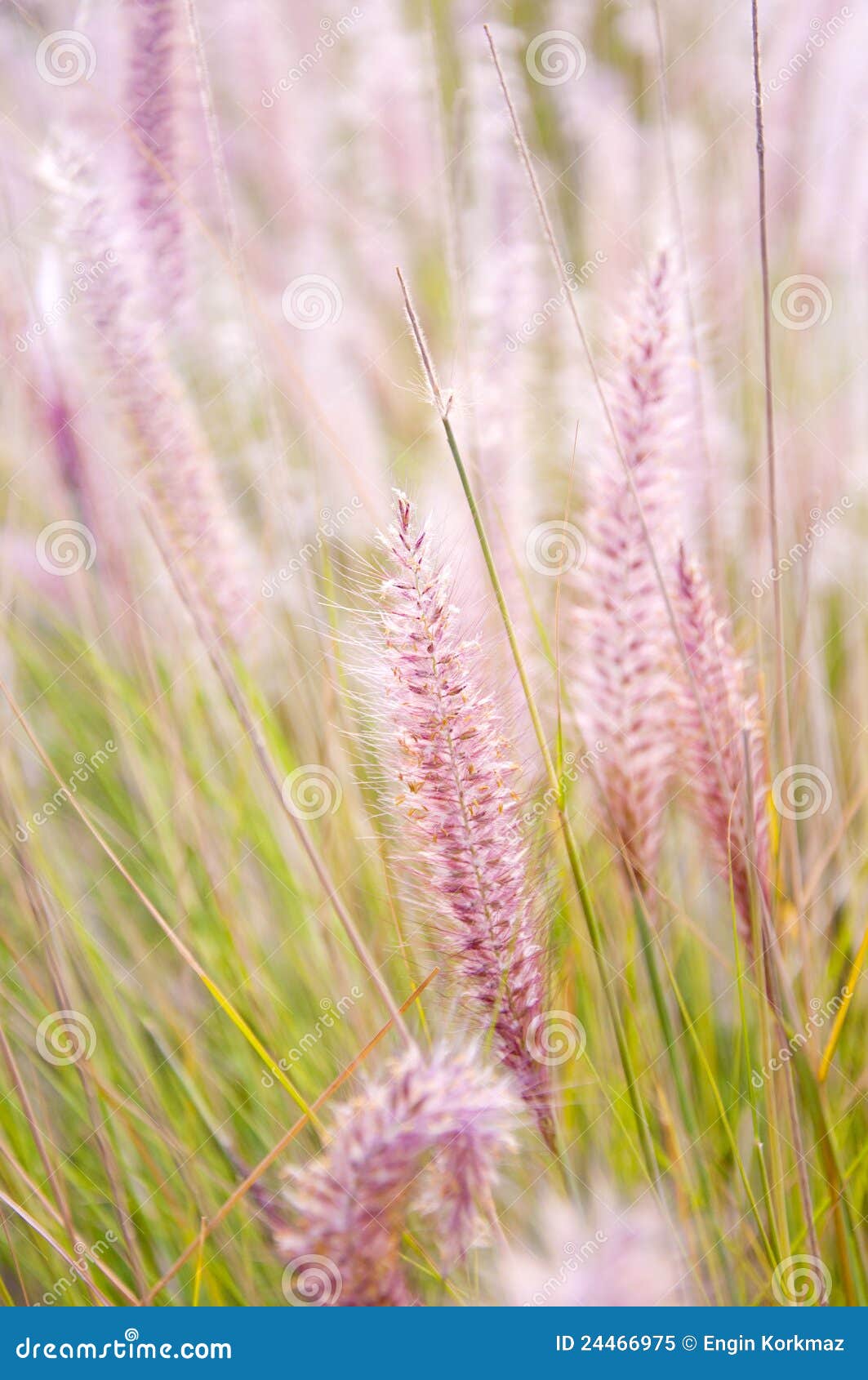 Pink herbs stock image. Image of green, blossom, idyllic - 24466975