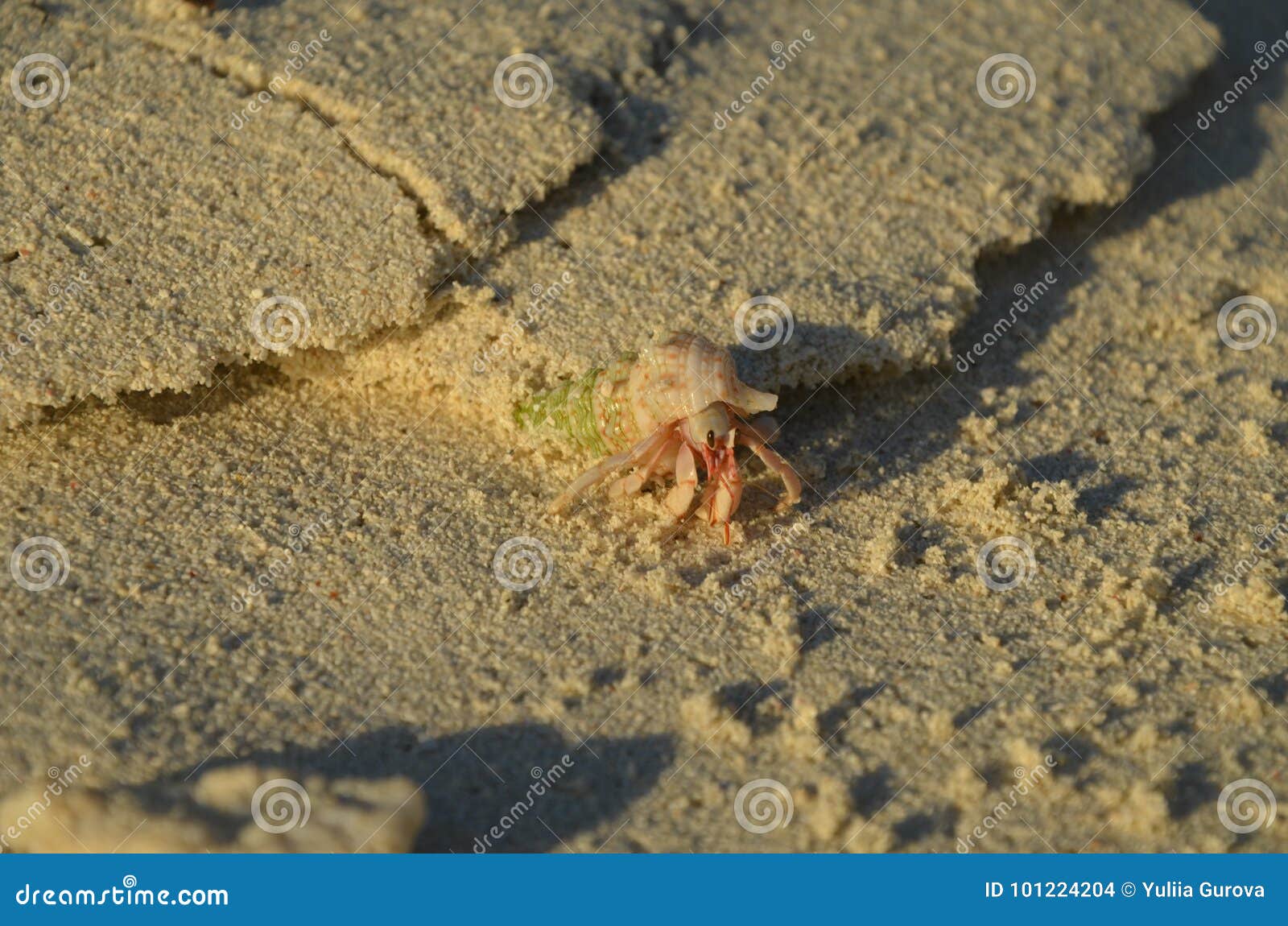 Pink hermit crab stock photo. Image of wildlife, crawl - 101224204