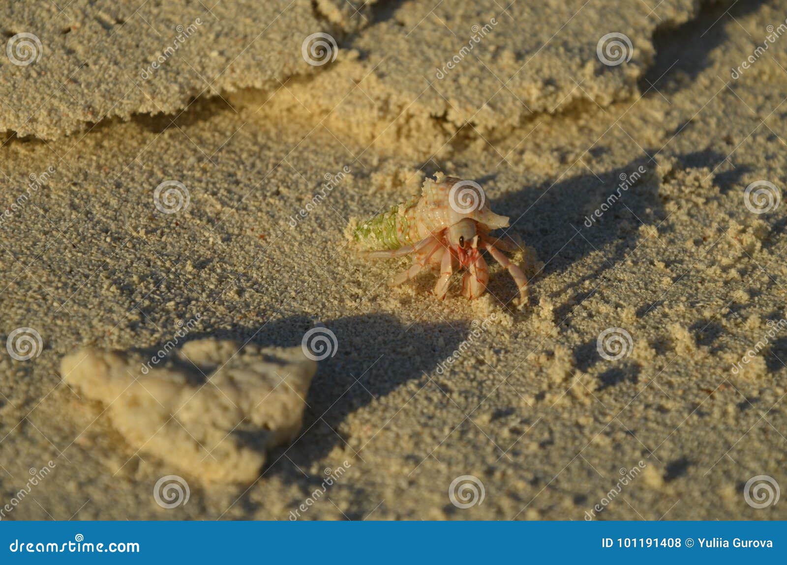 Pink Hermit Crab Behind the Coral Stock Photo - Image of crabs, claw ...
