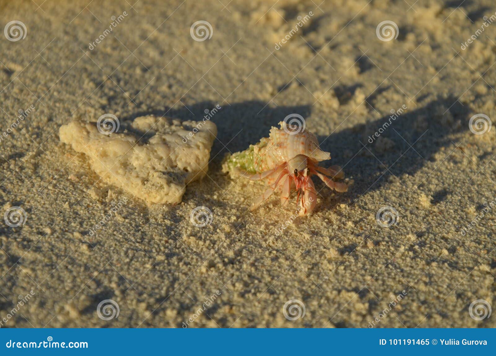 Pink Hermit Crab Near the Coral Stock Image - Image of travel, crabs ...