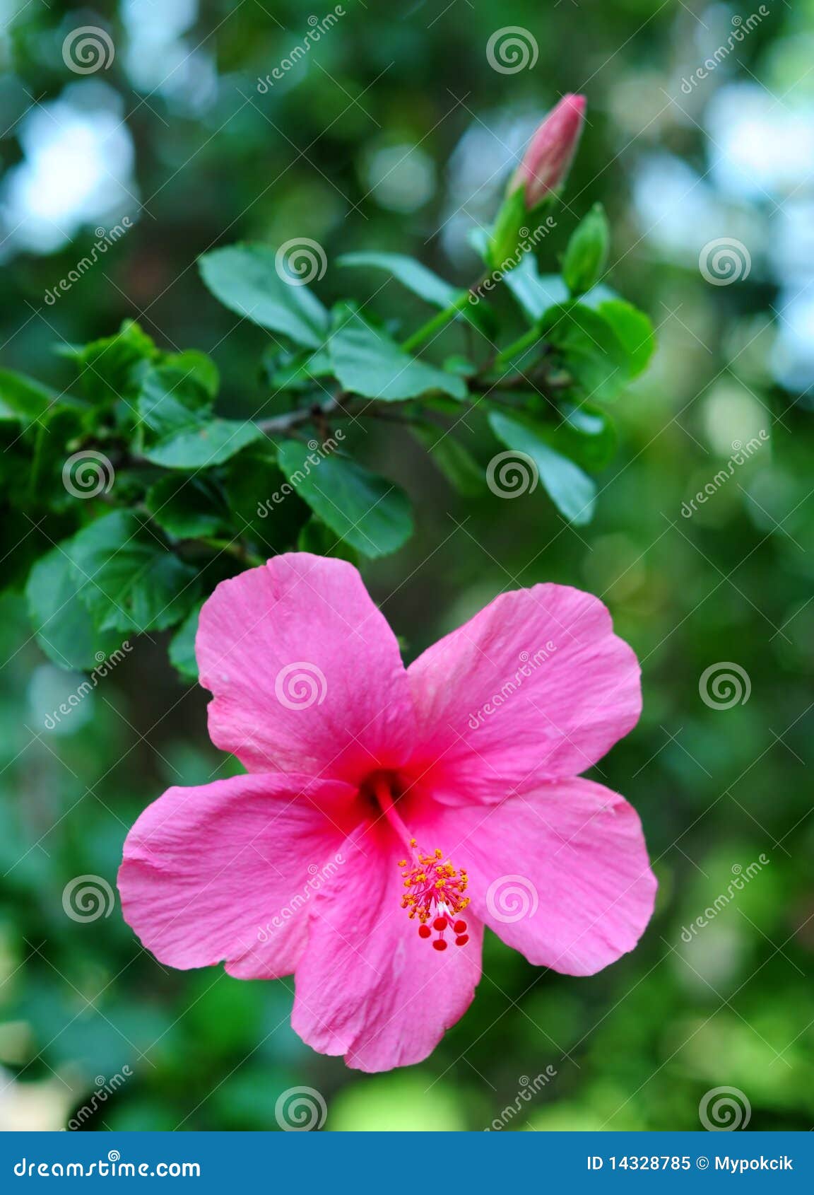 Pink Hibiscus stock image. Image of gentle, hibiscus - 14328785