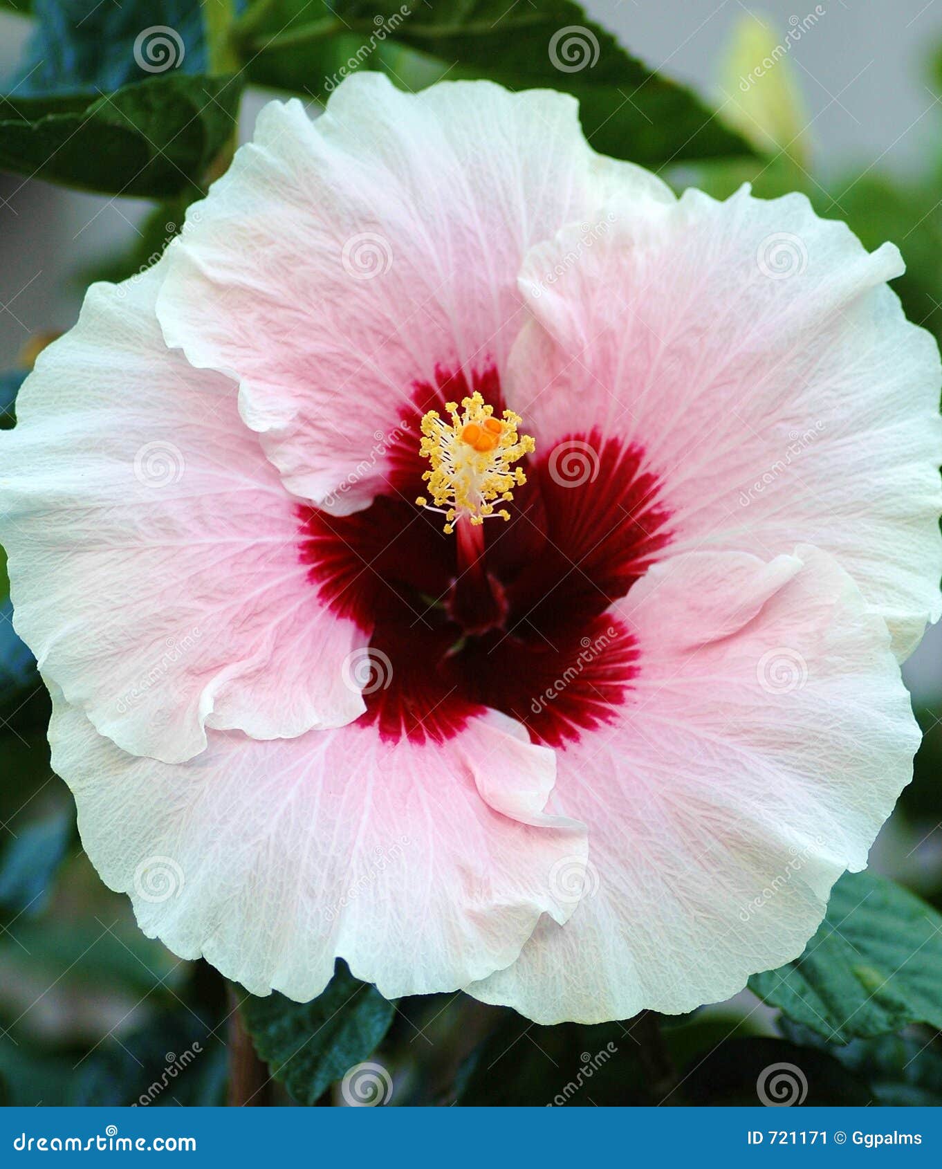 Pink Hibiscus Flower - Hibiscus Rosa-sinensis Stock Image ...