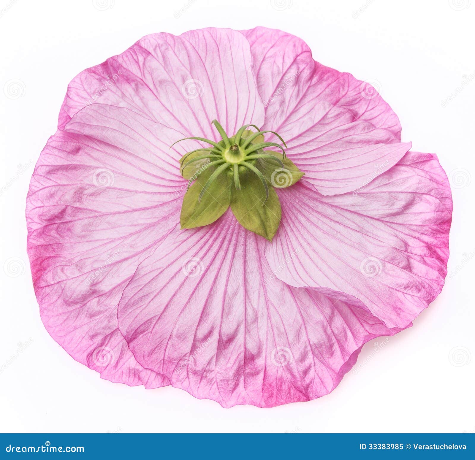 Pink hibiscus flower stock image. Image of lilac, petal - 33383985