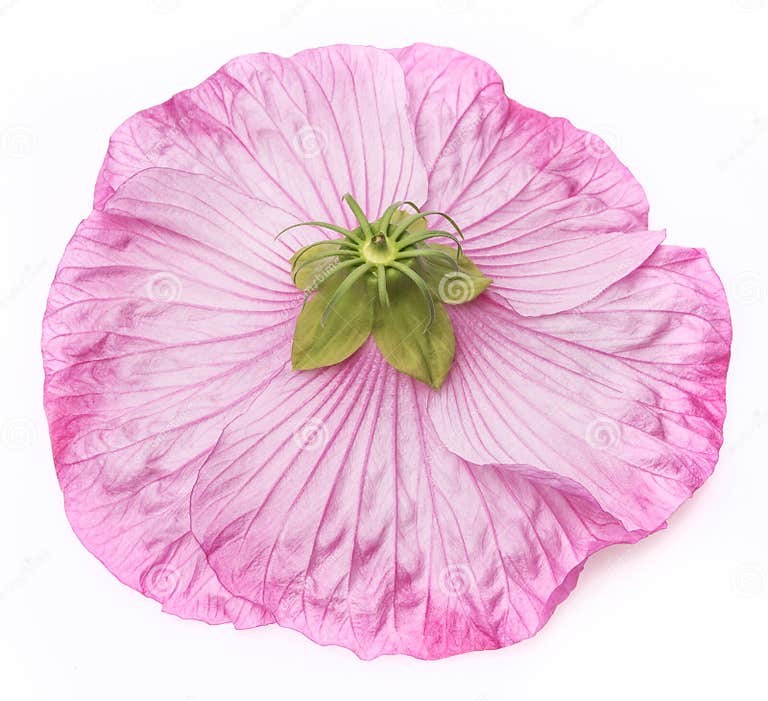 Pink hibiscus flower stock image. Image of lilac, petal - 33383985